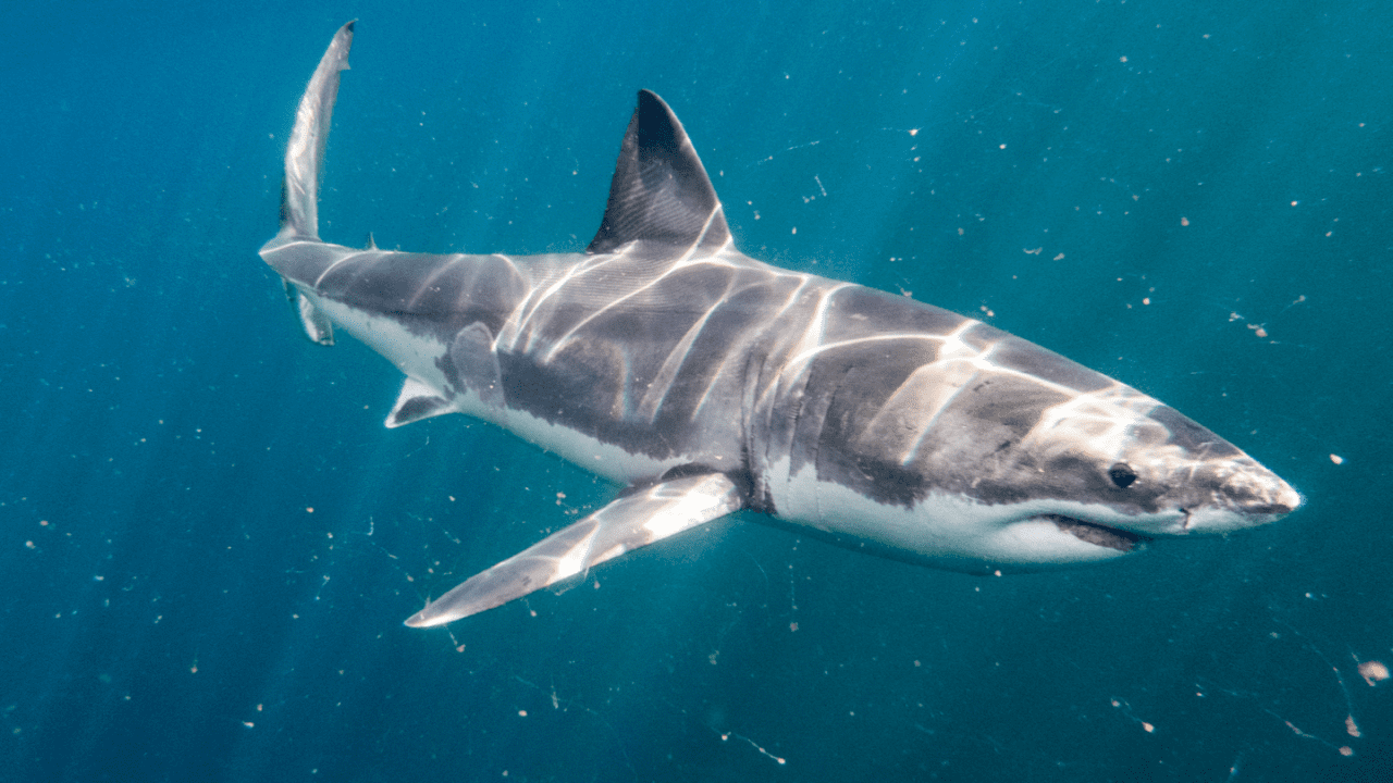 SharkEye, Skiing Survival, Music in Minneapolis - BYU Radio